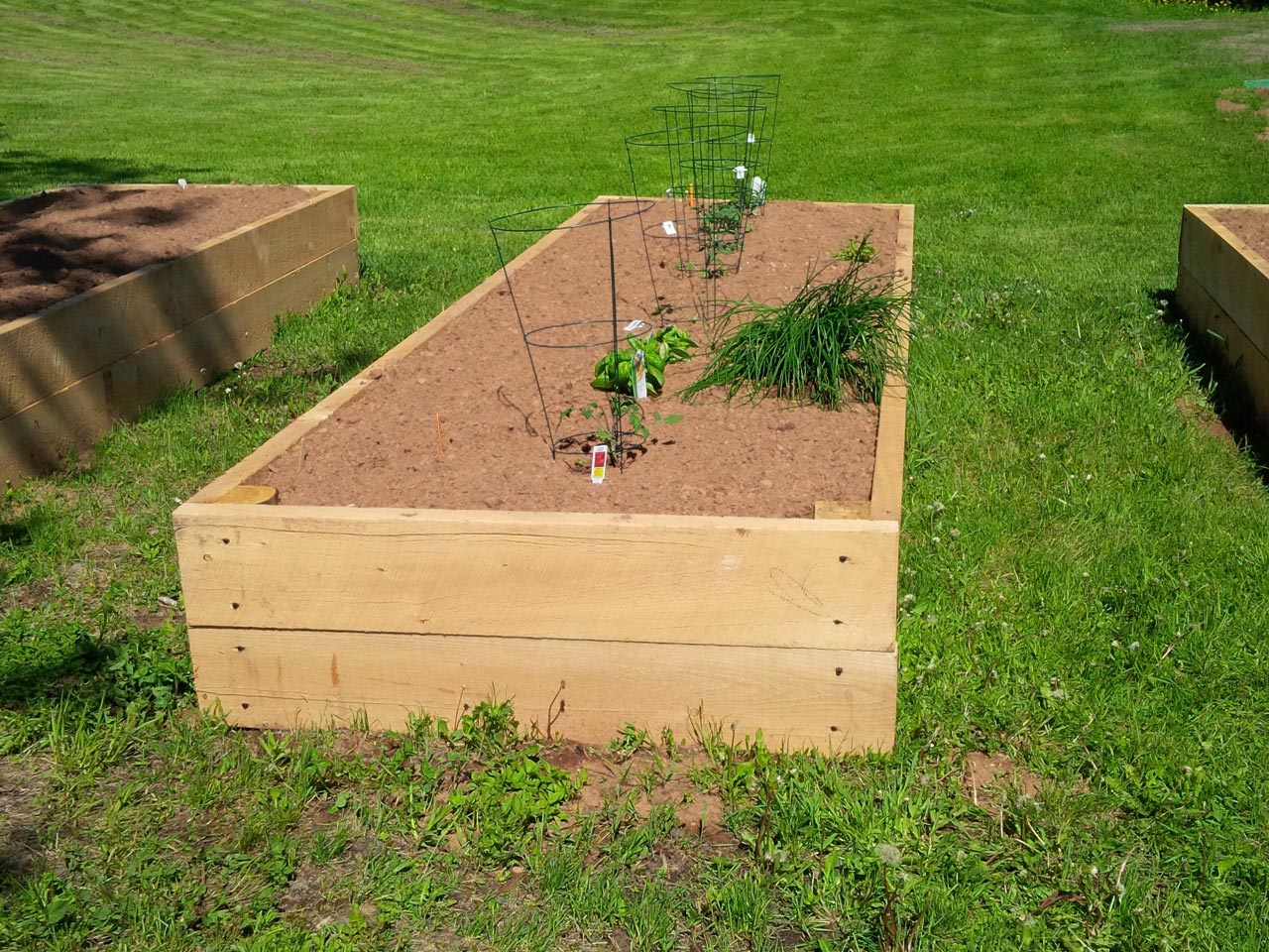 Raised Garden Around A Tree
